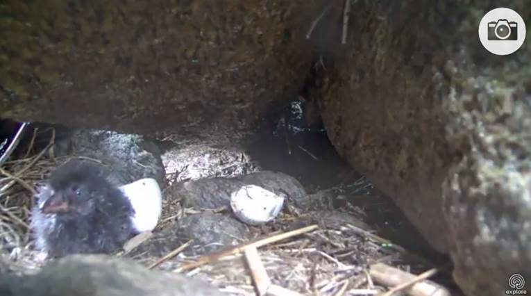 2017 Puffling | Audubon Seabird Institute