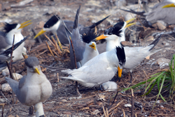 Chinese Crested Tern with Decoys and Chick | Audubon Seabird Institute