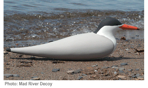 Common Tern Carousel | Audubon Seabird Institute