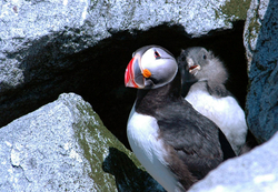 Puffling Fledger with Adult | Audubon Seabird Institute