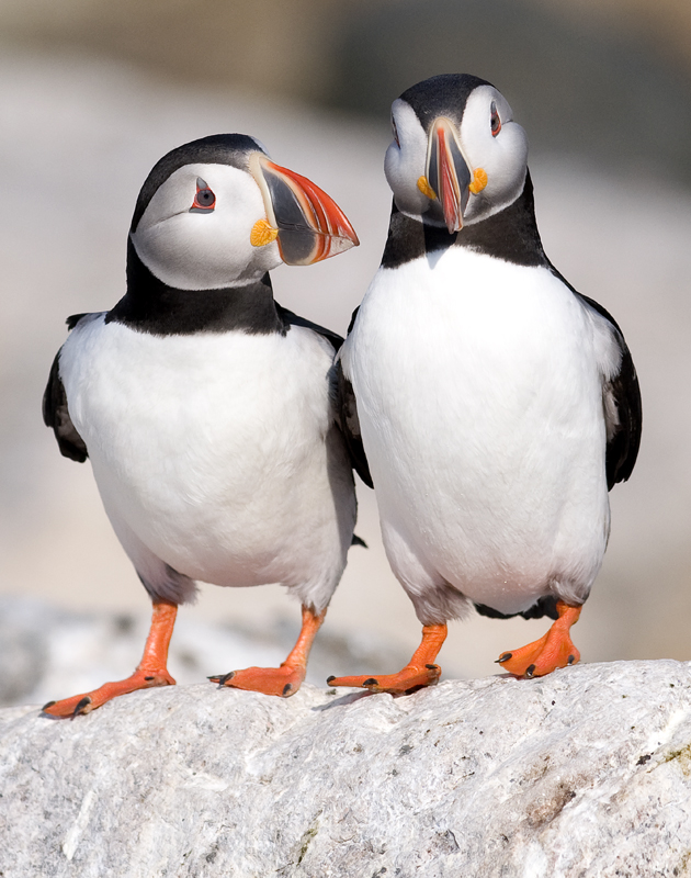Two Puffins | Audubon Seabird Institute