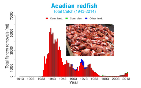 Acadian Redfish Graph | Audubon Seabird Institute